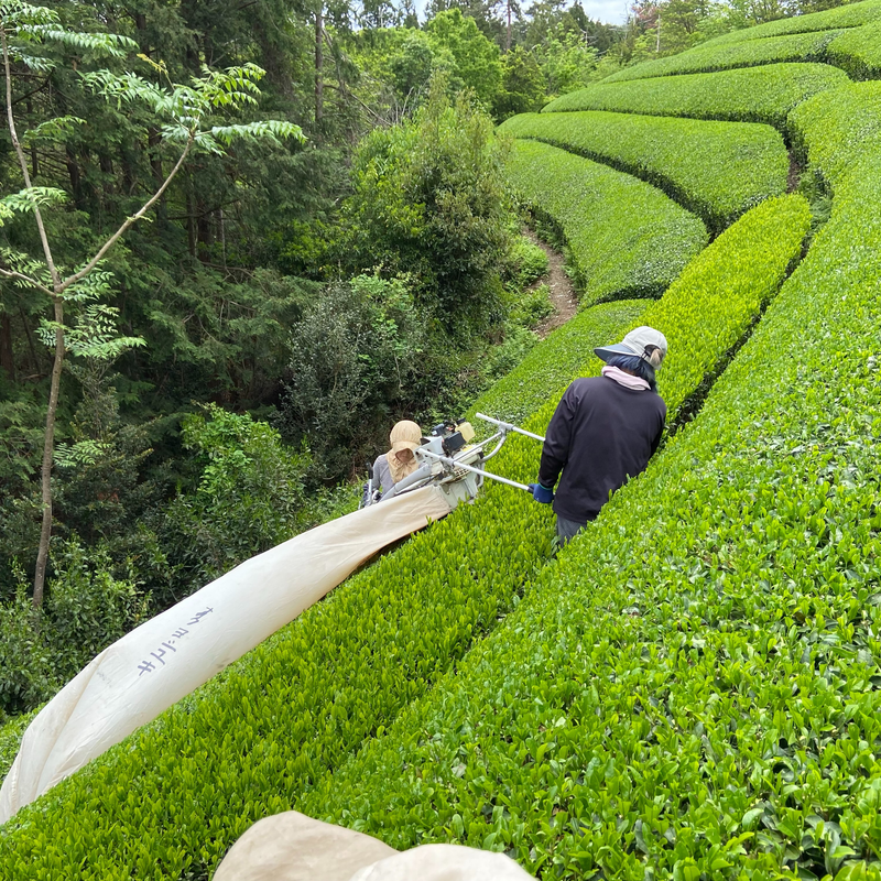 Uji | Hori Family Farm - Hugo Tea Company
