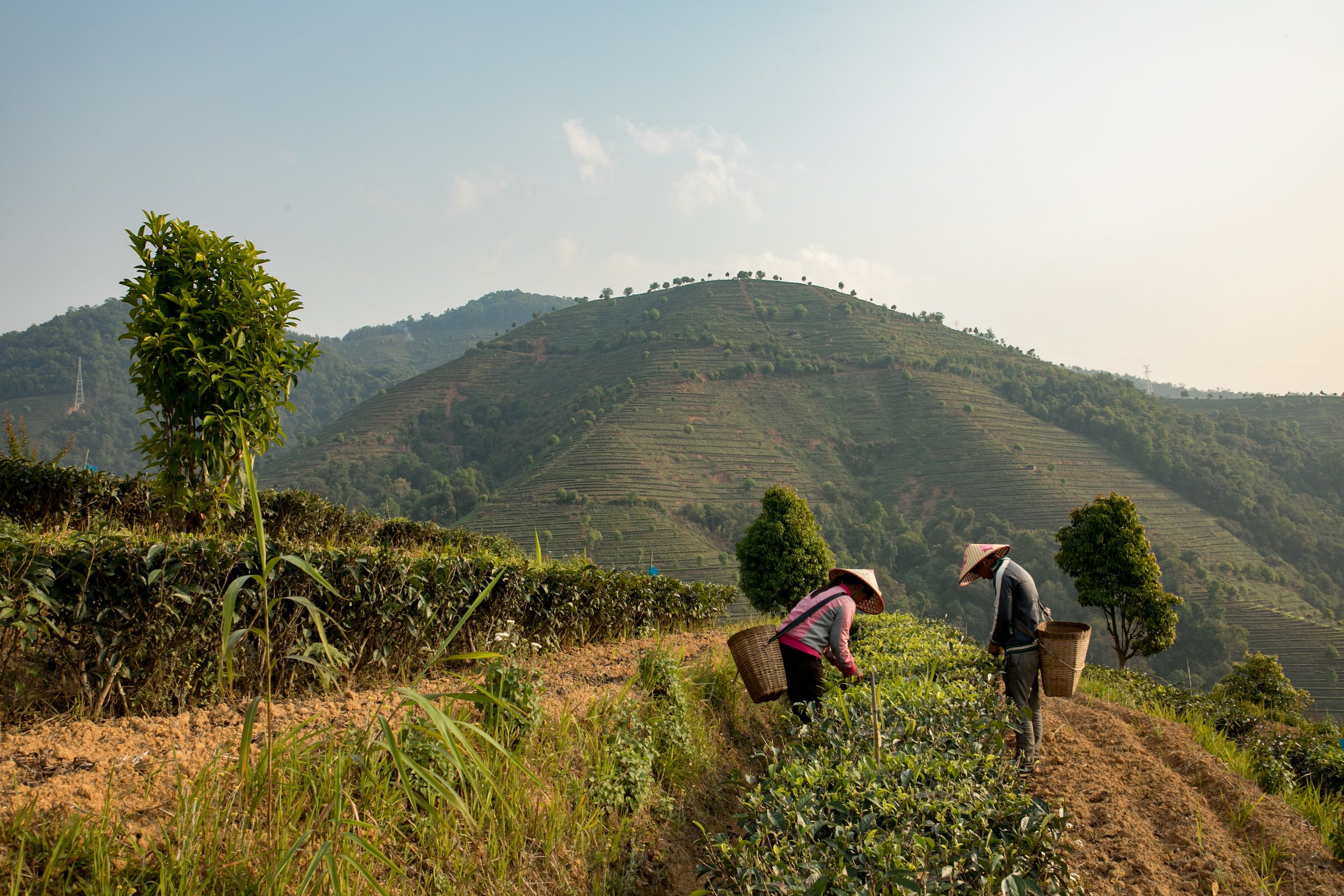 An Interview With Nancy - Hugo Tea Company