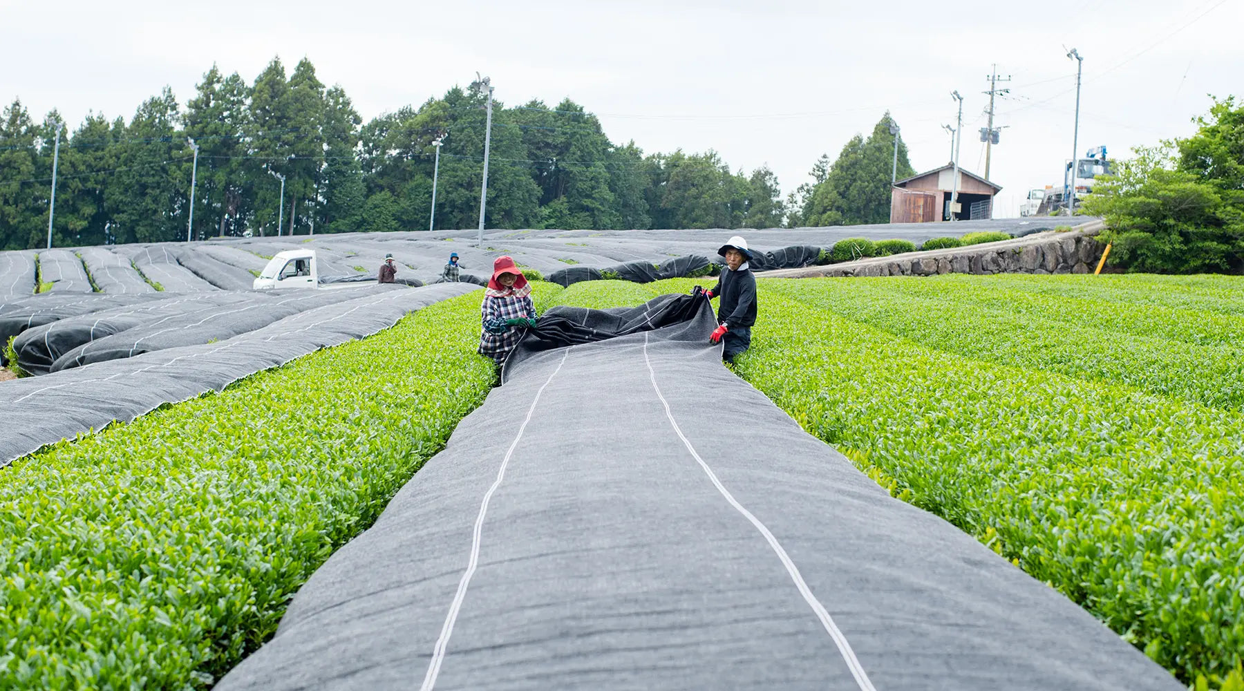 Nagasaki | Sonogi Farm - Hugo Tea Company
