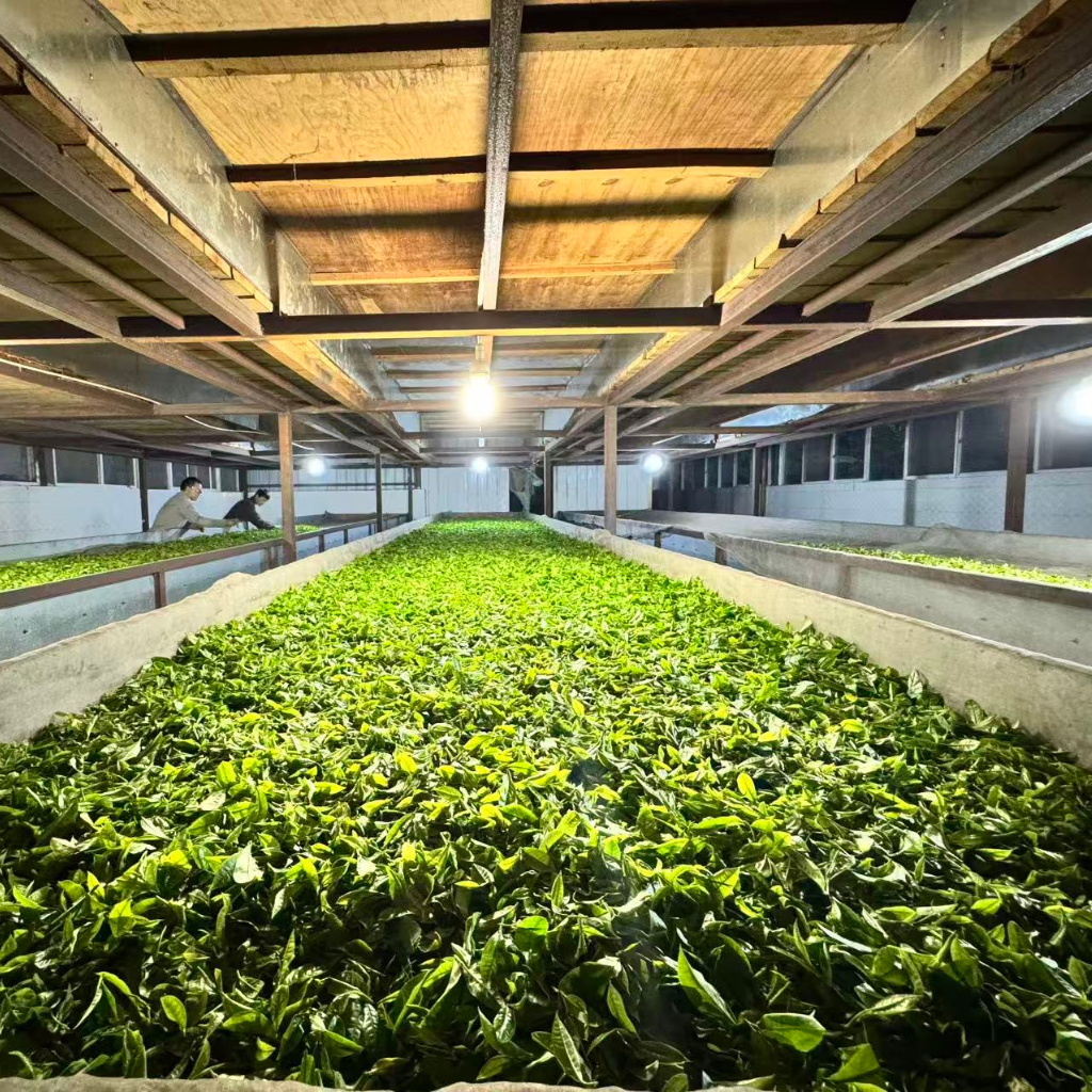 Matcha vs. Green Tea: Differences in Taste, Caffeine & Craft - Hugo Tea ...